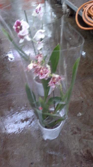 ORCHID MILTONIA