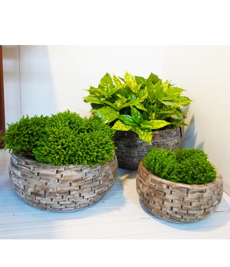 Blumen Royal Garden CVEĆE - Beograd