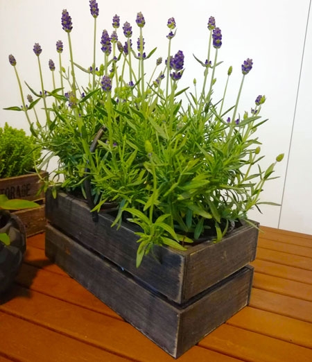 Blumen Royal Garden CVEĆE - Beograd